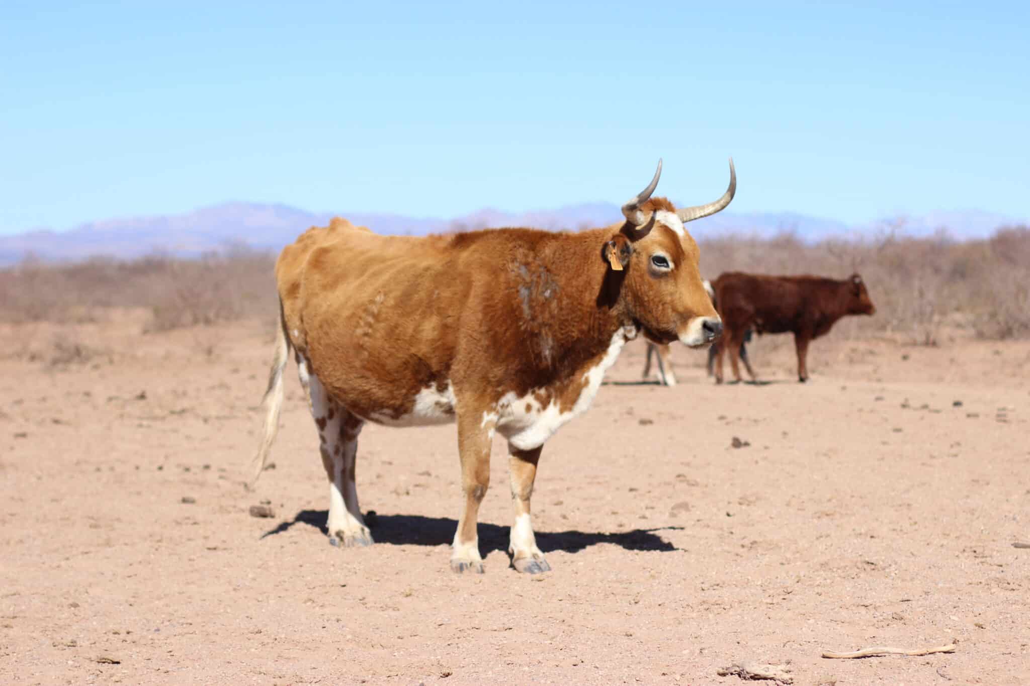 Farm Profile: Diamond E. Ranch - Iroquois Valley