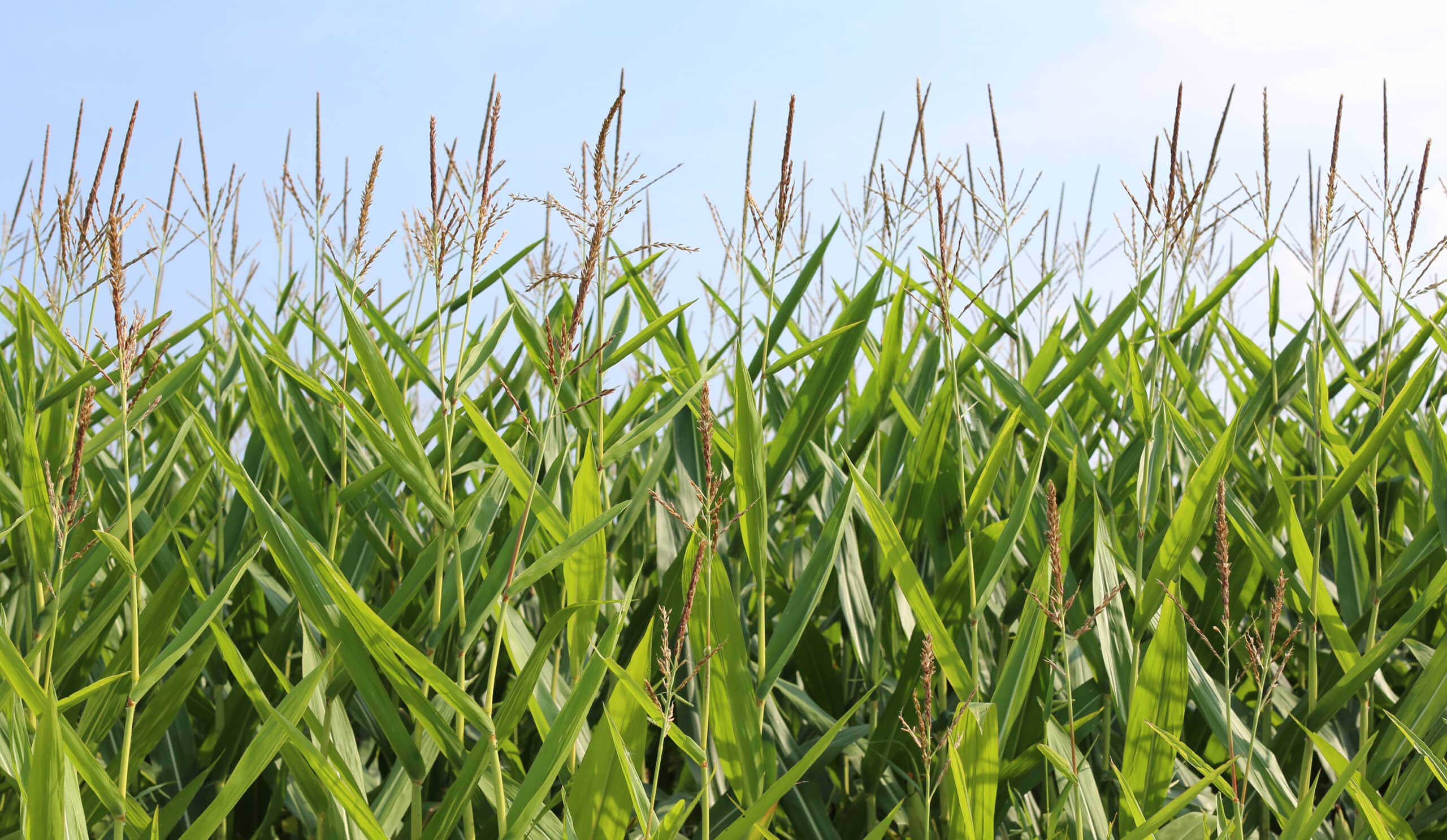 Press Release: Iroquois Valley Launches First-of-its-Kind Farmer ...